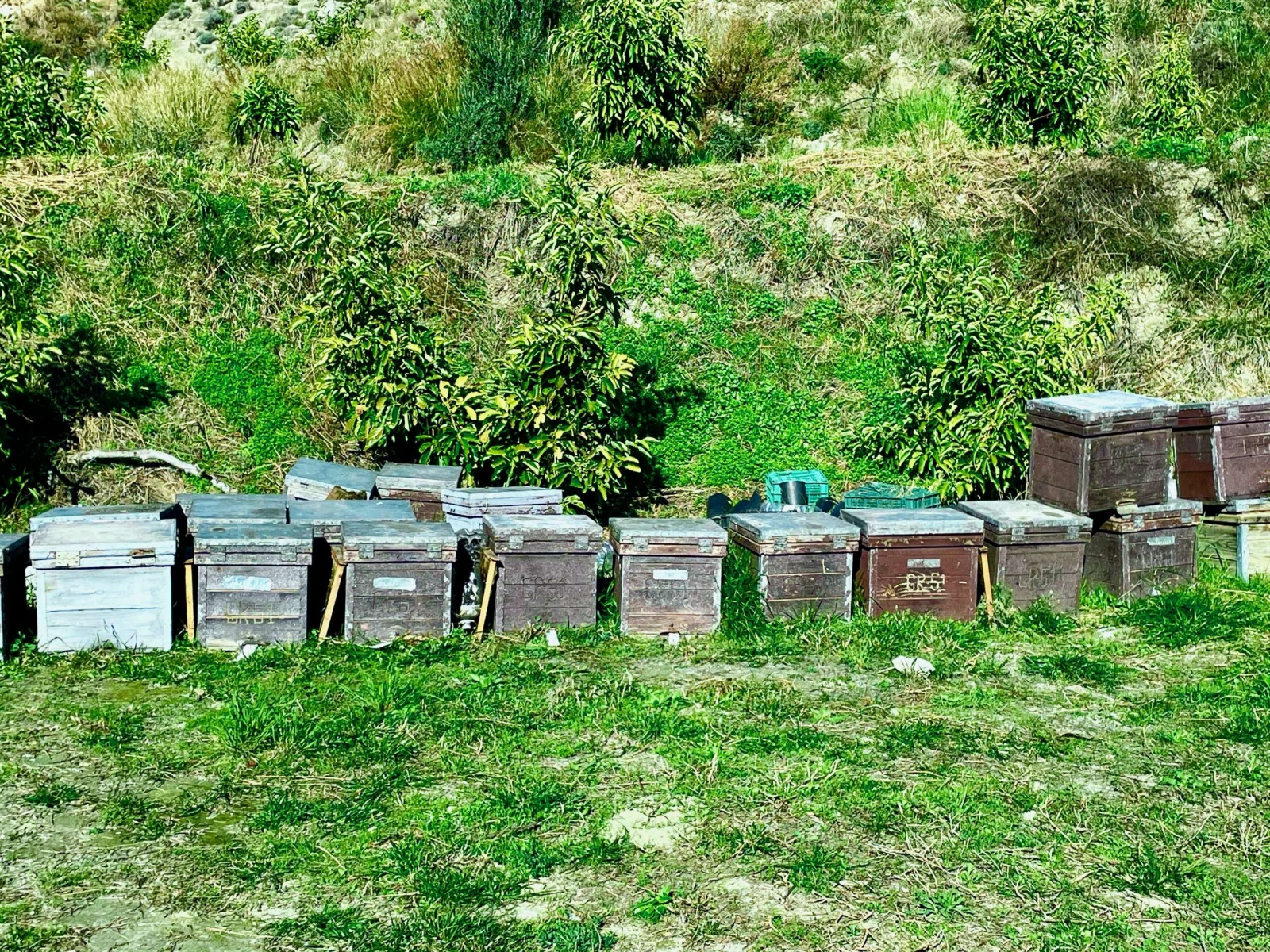 Técnicas de Cultivo - Tropicales Los Guajares